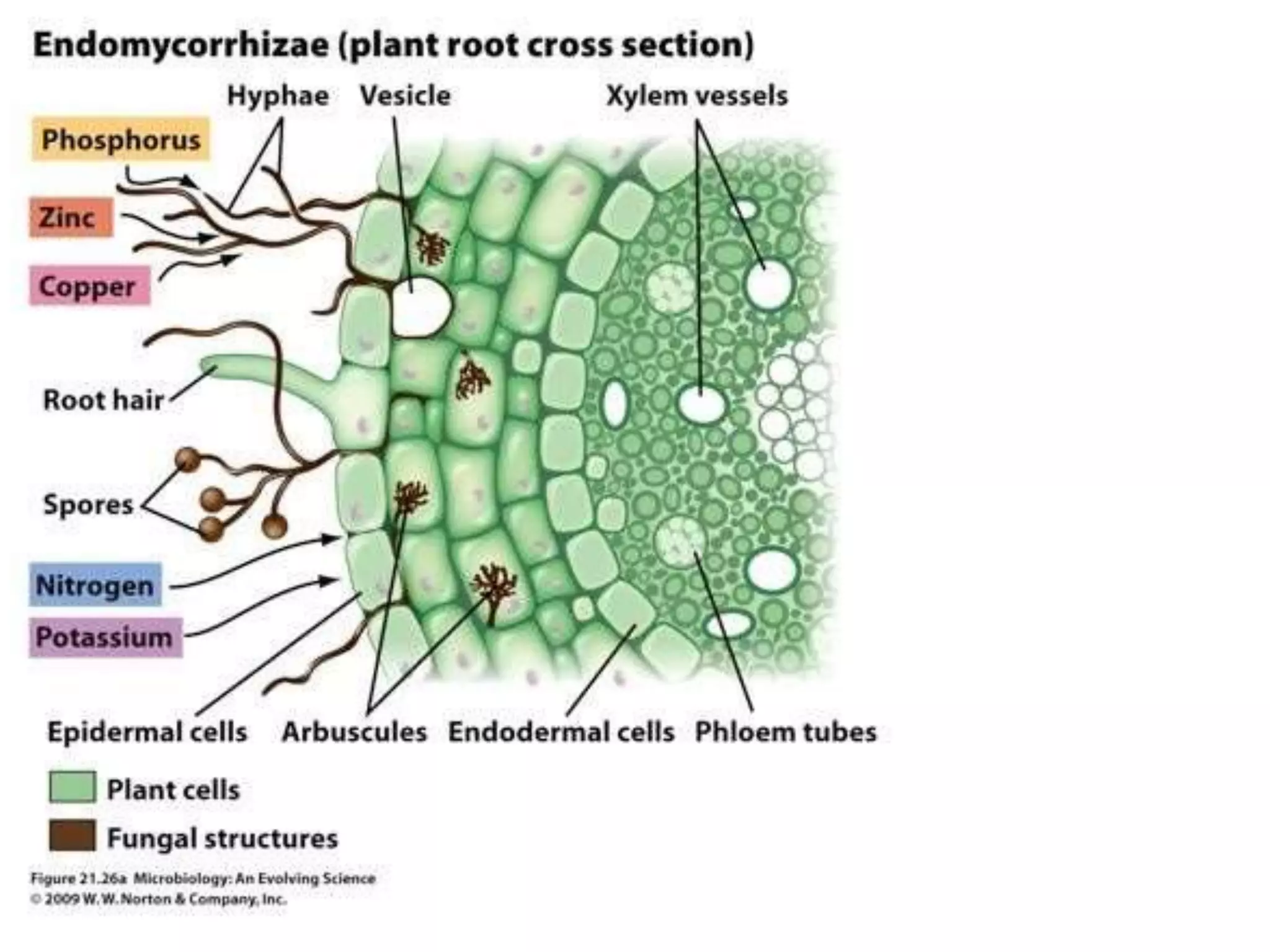 Mycorrhizae | PPT