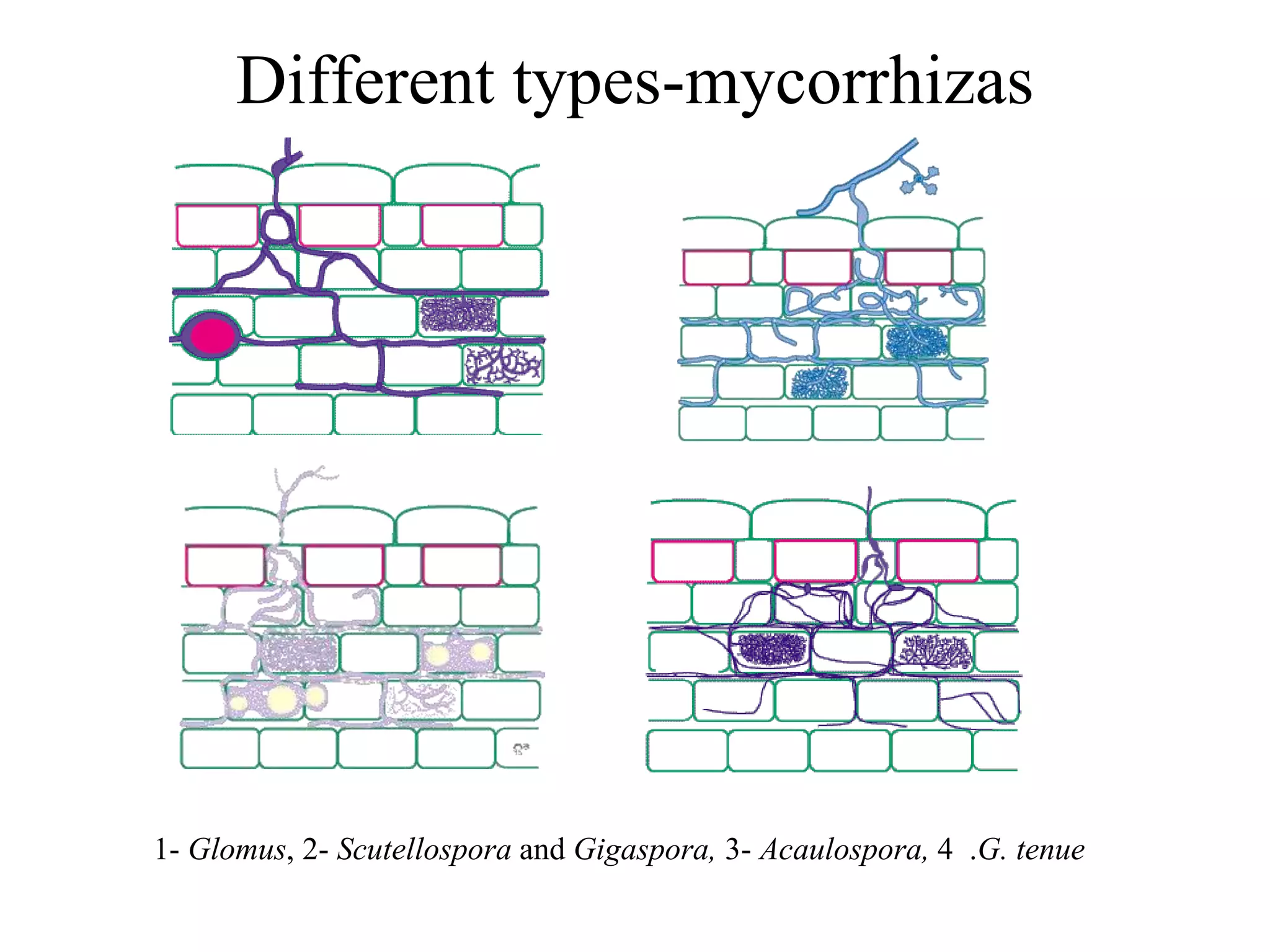 Mycorrhizae | PPT