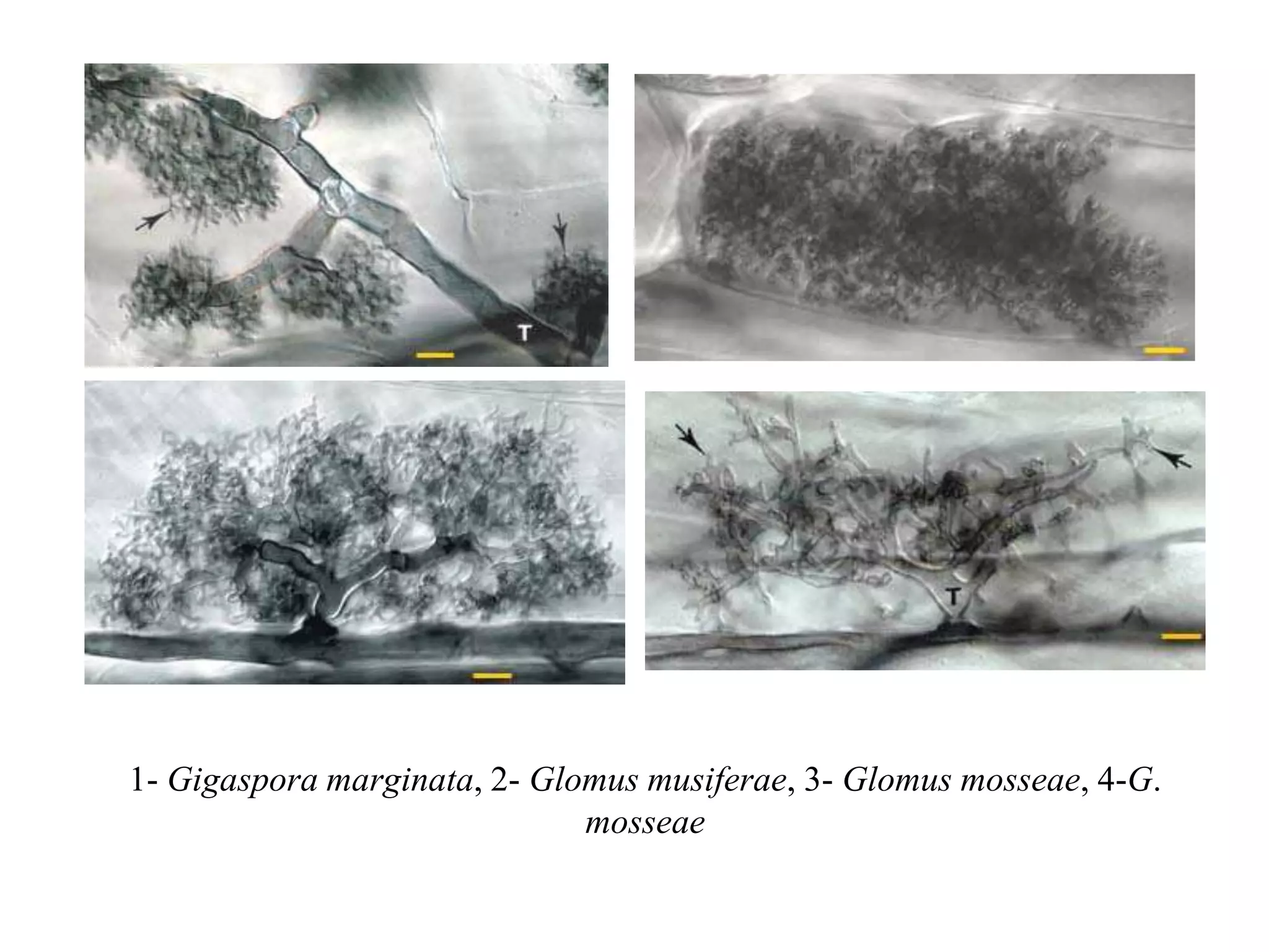 Mycorrhizae | PPT