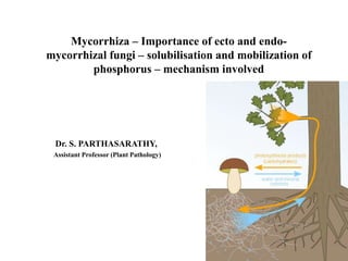 Mycorrhizae | PPT