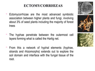 Mycorrhizae | PPT