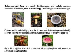 Mycorrhizae | PPT