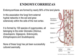 Mycorrhizae | PPT