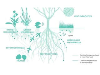Mycorrhizae | PPT
