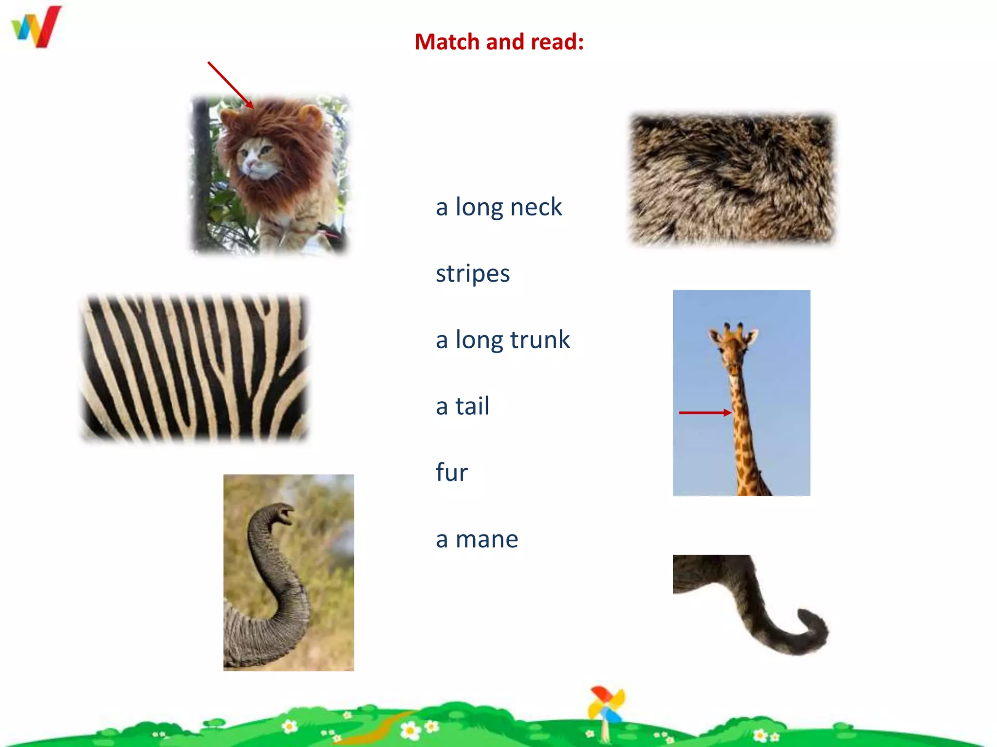 My favorite animal | PPTX