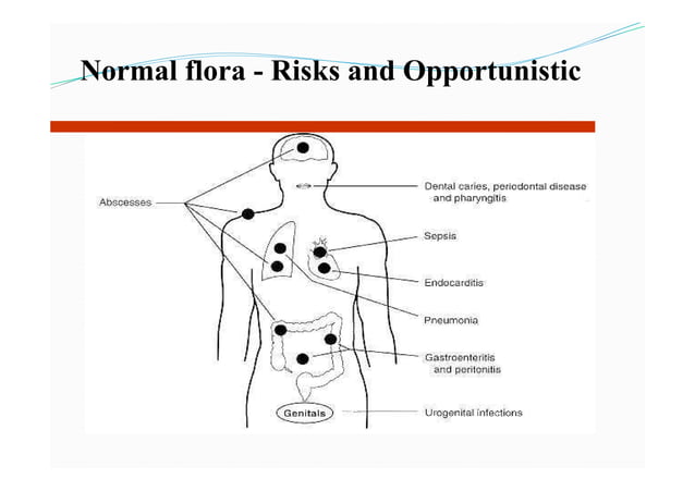 13 Normal flora.pdf for students of microbiology fourth semester | PPT