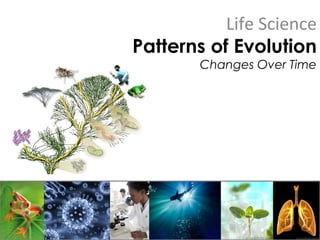 Patterns of Evolution | PPT