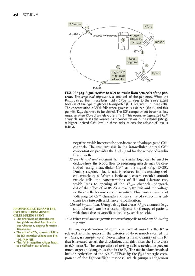 13 potassium physiology | PDF
