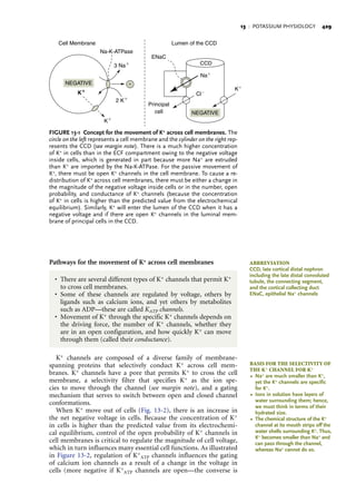 13 potassium physiology | PDF