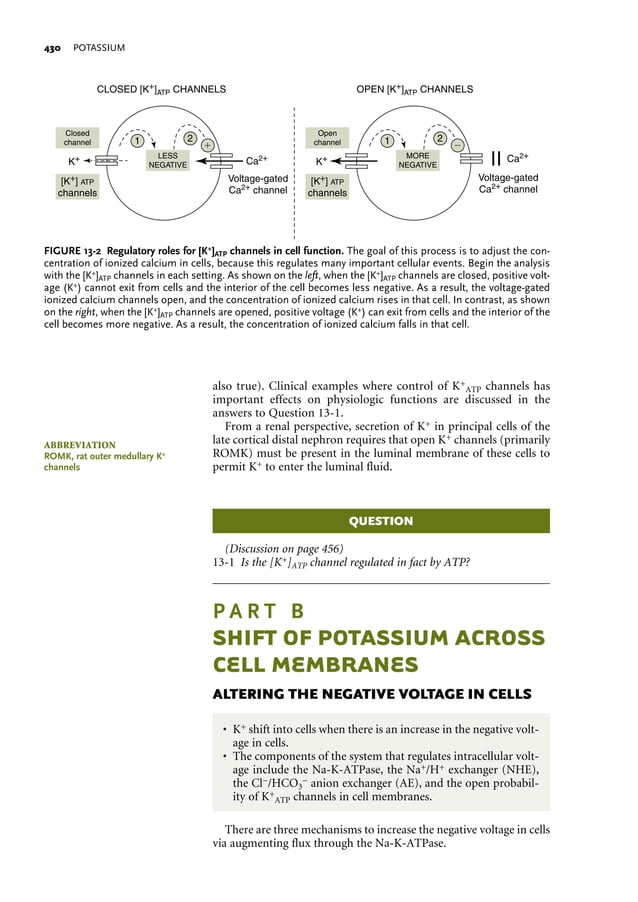 13 potassium physiology | PDF