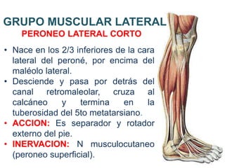 Origen E Inserción Del Peroneo Largo