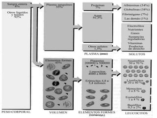 13 sangre y hemopoyesis | PDF