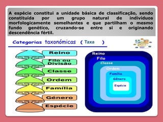 PowerPoint sobre a sistemática de seres vivos - 11 ano | PPT