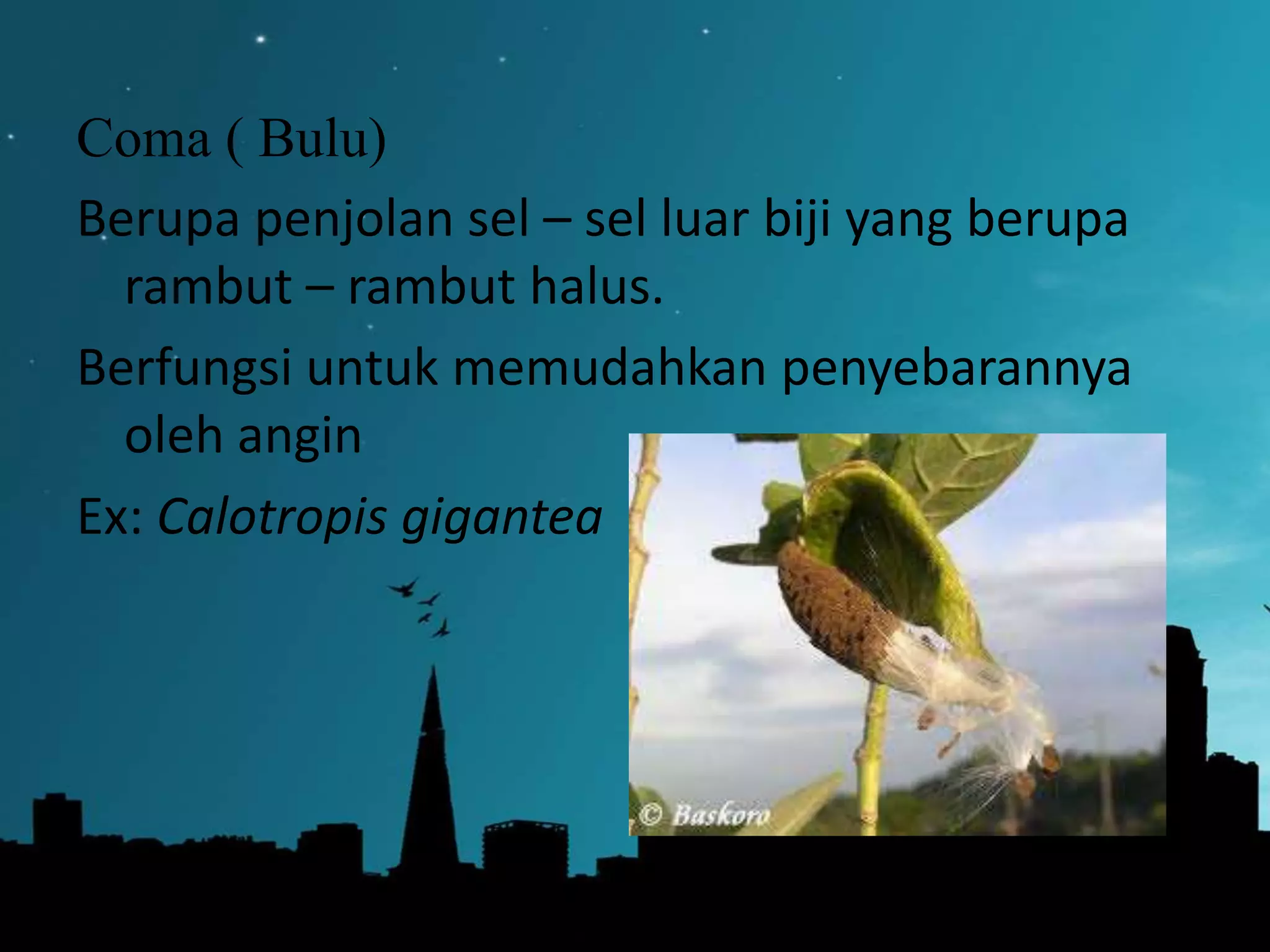 PPT Morfologi Tumbuhan - Biji | PPTX