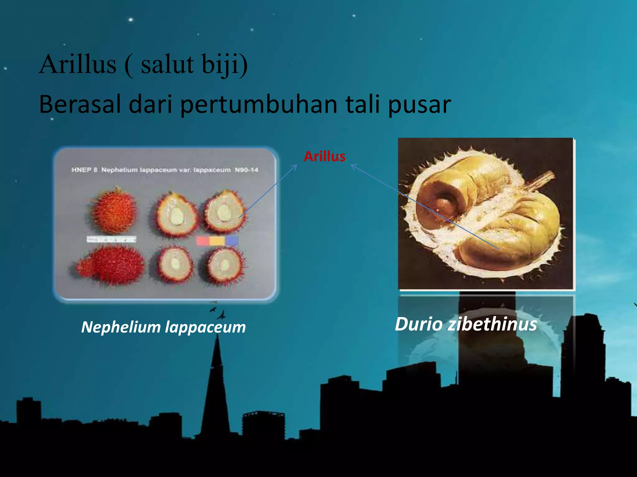 PPT Morfologi Tumbuhan - Biji | PPTX