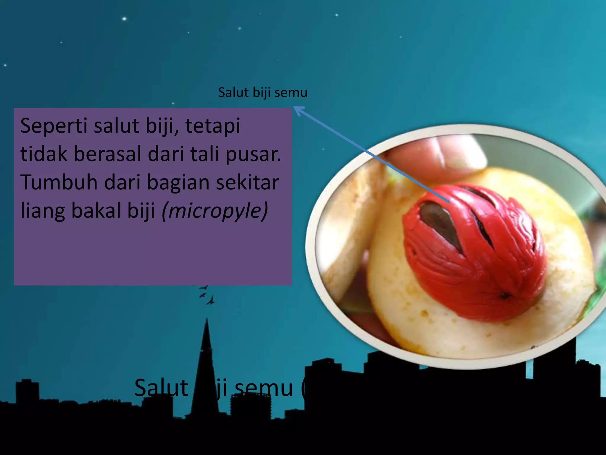 PPT Morfologi Tumbuhan - Biji | PPTX