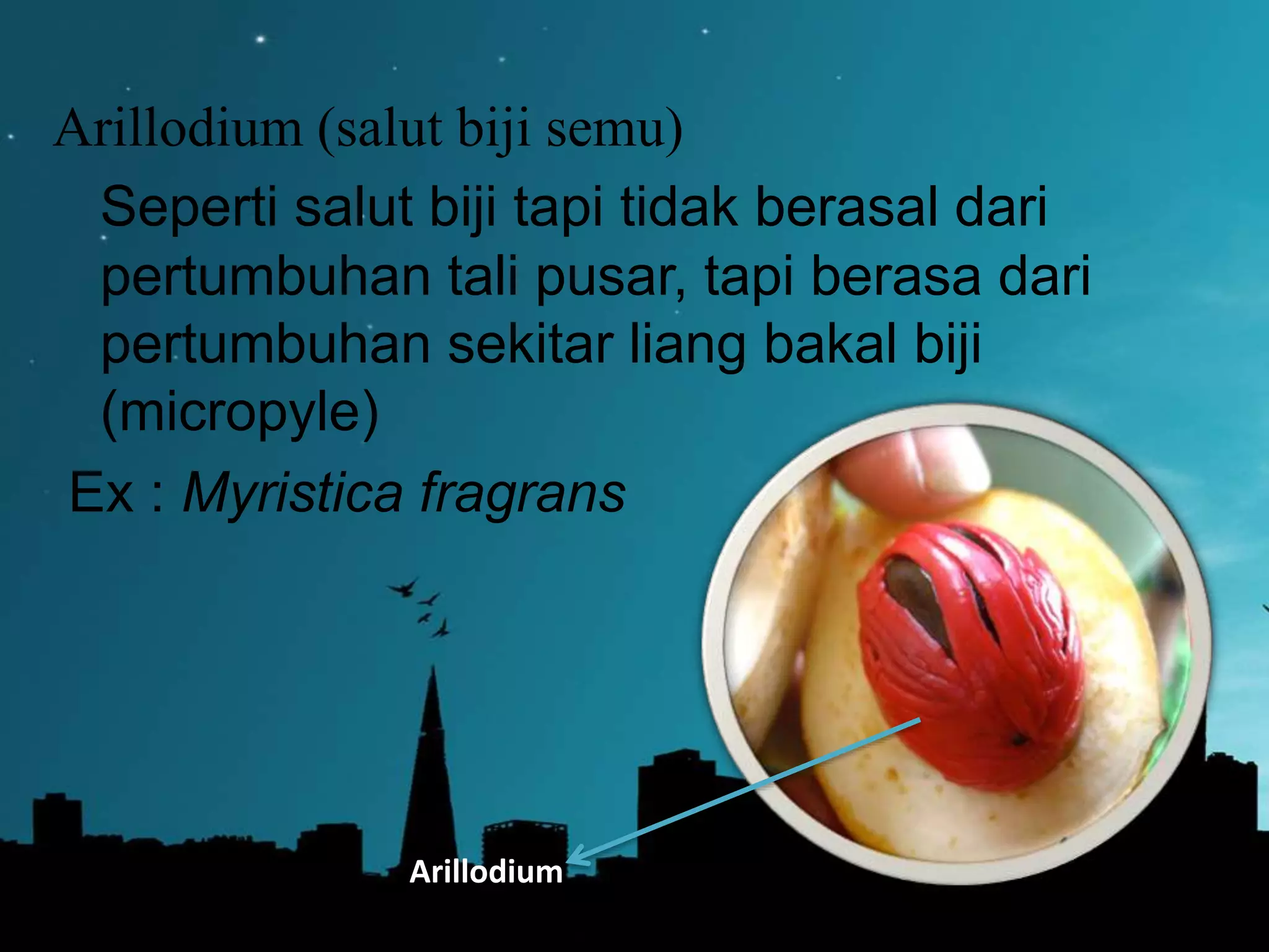 PPT Morfologi Tumbuhan - Biji | PPTX
