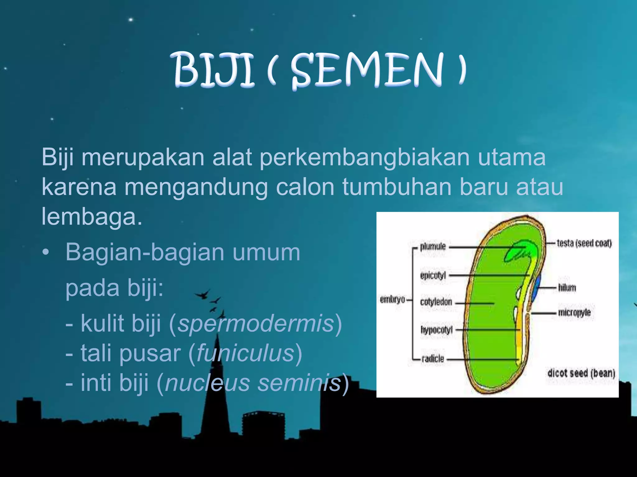 PPT Morfologi Tumbuhan - Biji | PPTX
