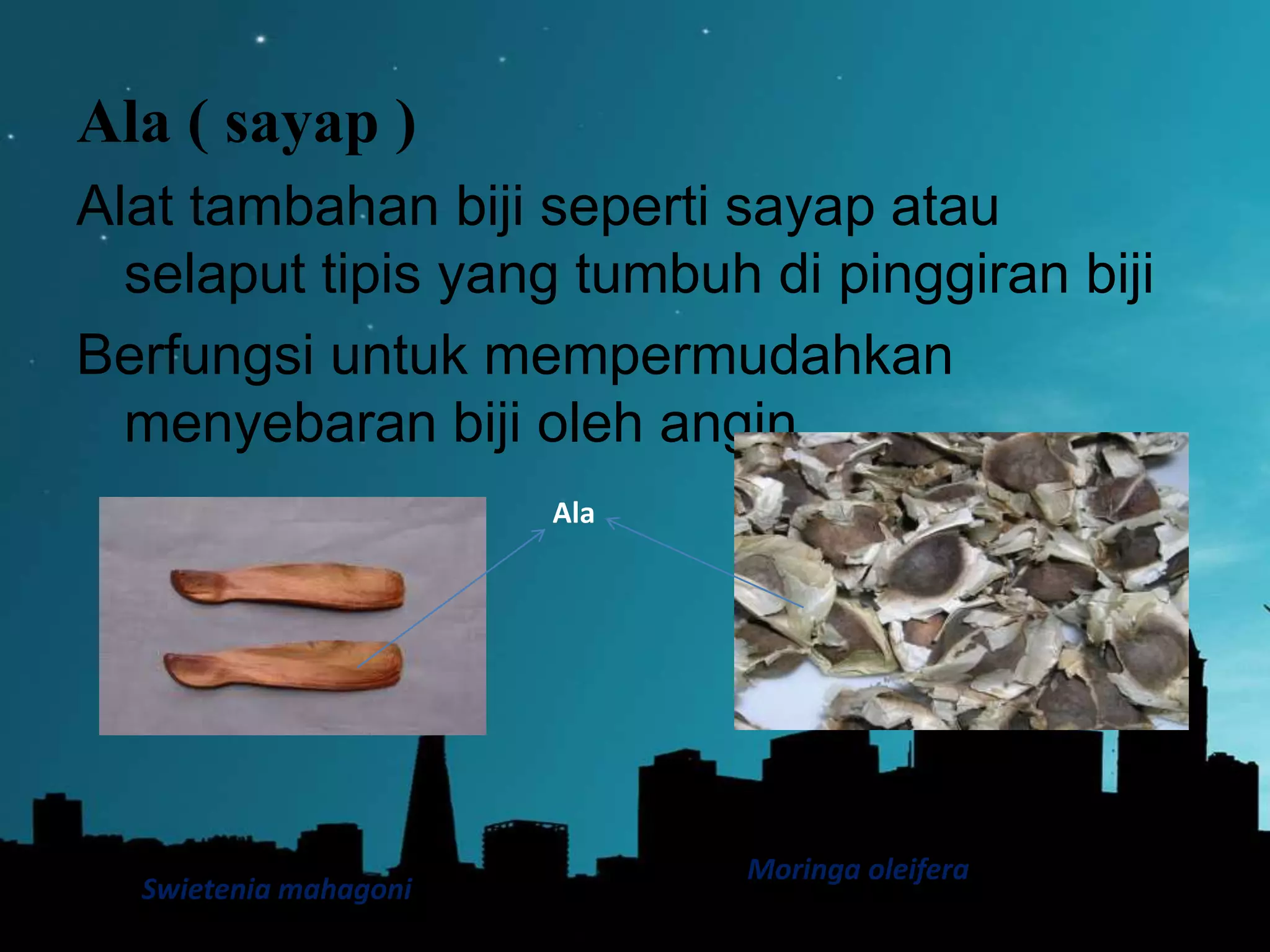 PPT Morfologi Tumbuhan - Biji | PPTX