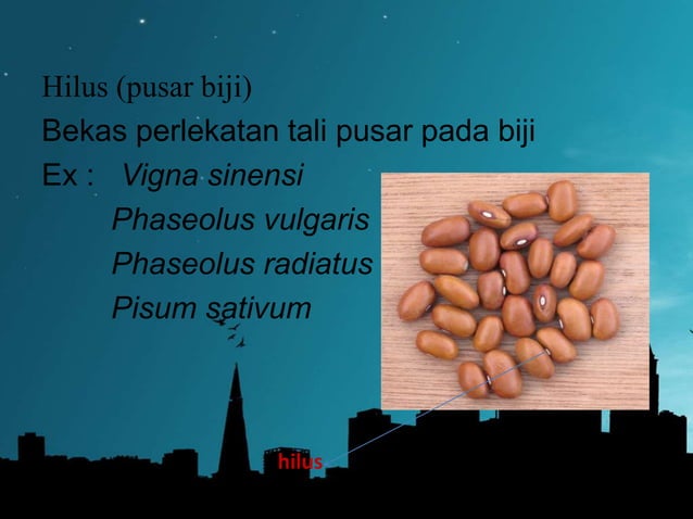 PPT Morfologi Tumbuhan - Biji | PPTX