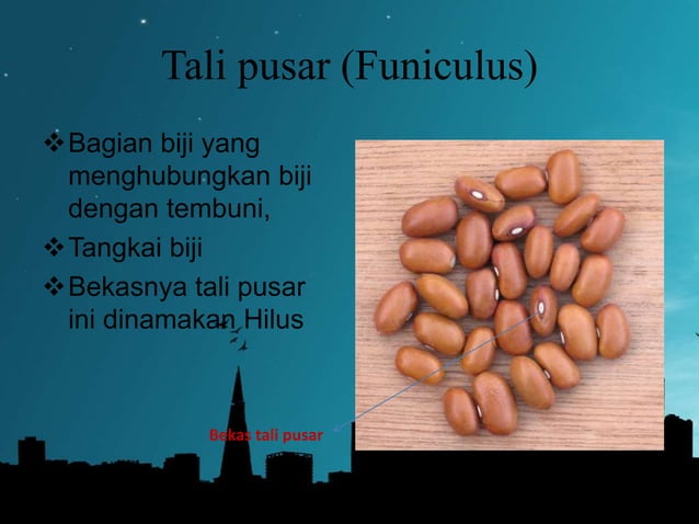 PPT Morfologi Tumbuhan - Biji | PPTX