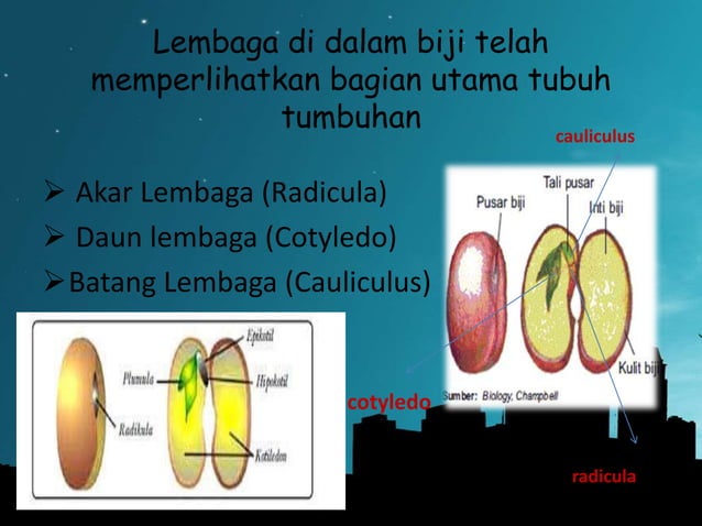 PPT Morfologi Tumbuhan - Biji | PPTX