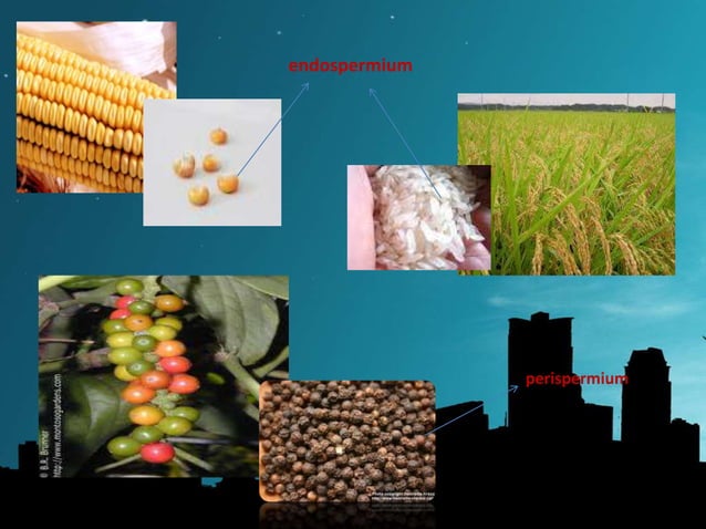 PPT Morfologi Tumbuhan - Biji | PPTX