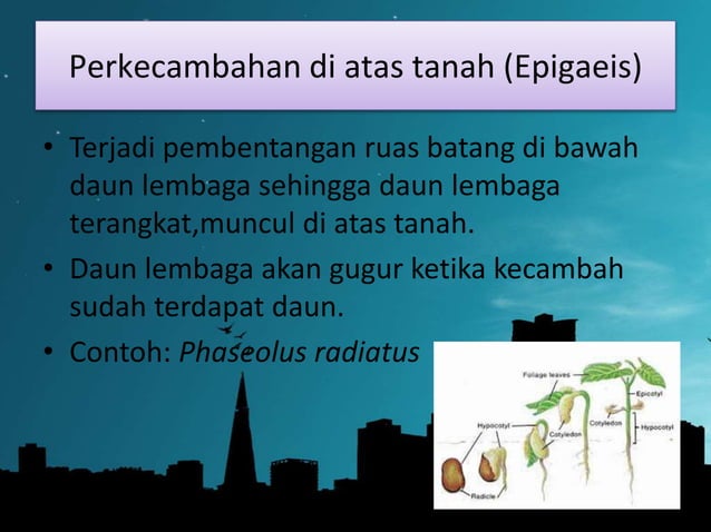 PPT Morfologi Tumbuhan - Biji | PPTX