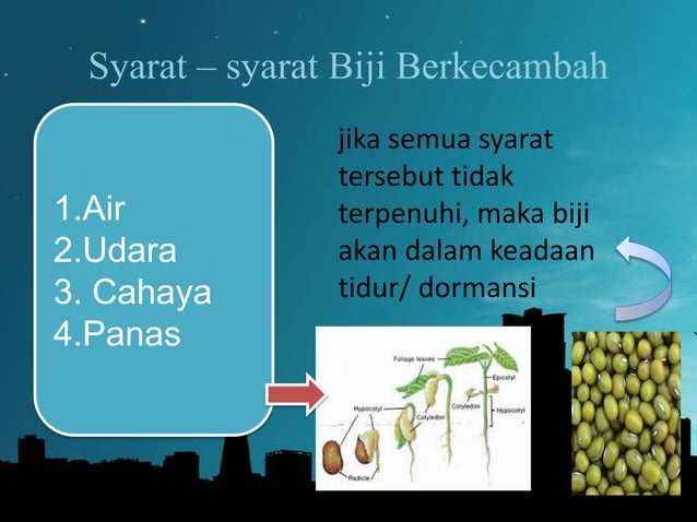 PPT Morfologi Tumbuhan - Biji | PPTX