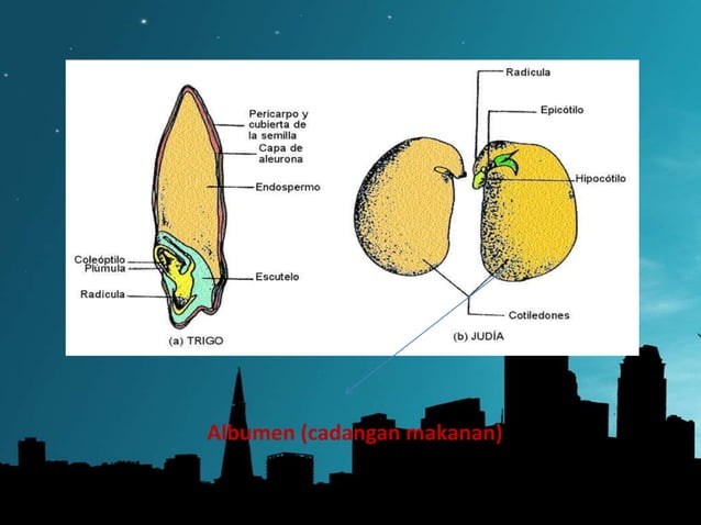 PPT Morfologi Tumbuhan - Biji