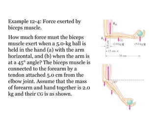 13 static equilibrium and elasticity | PPT