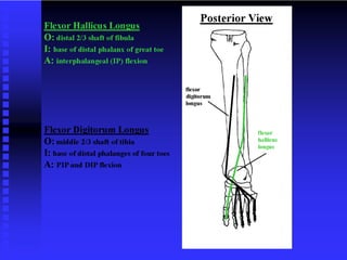applied anatomy of ankle and foot | PPT