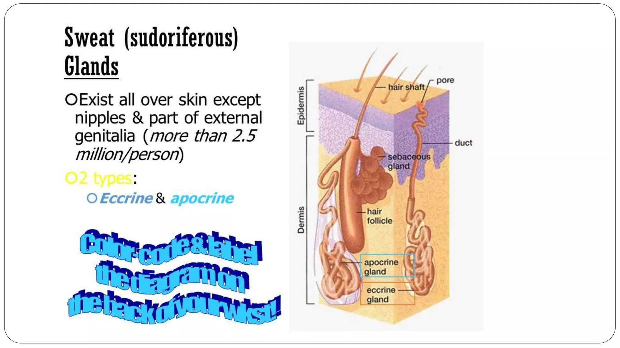 13 Surgical Infections of the Skin and Subcutaneous Tissues.pptx