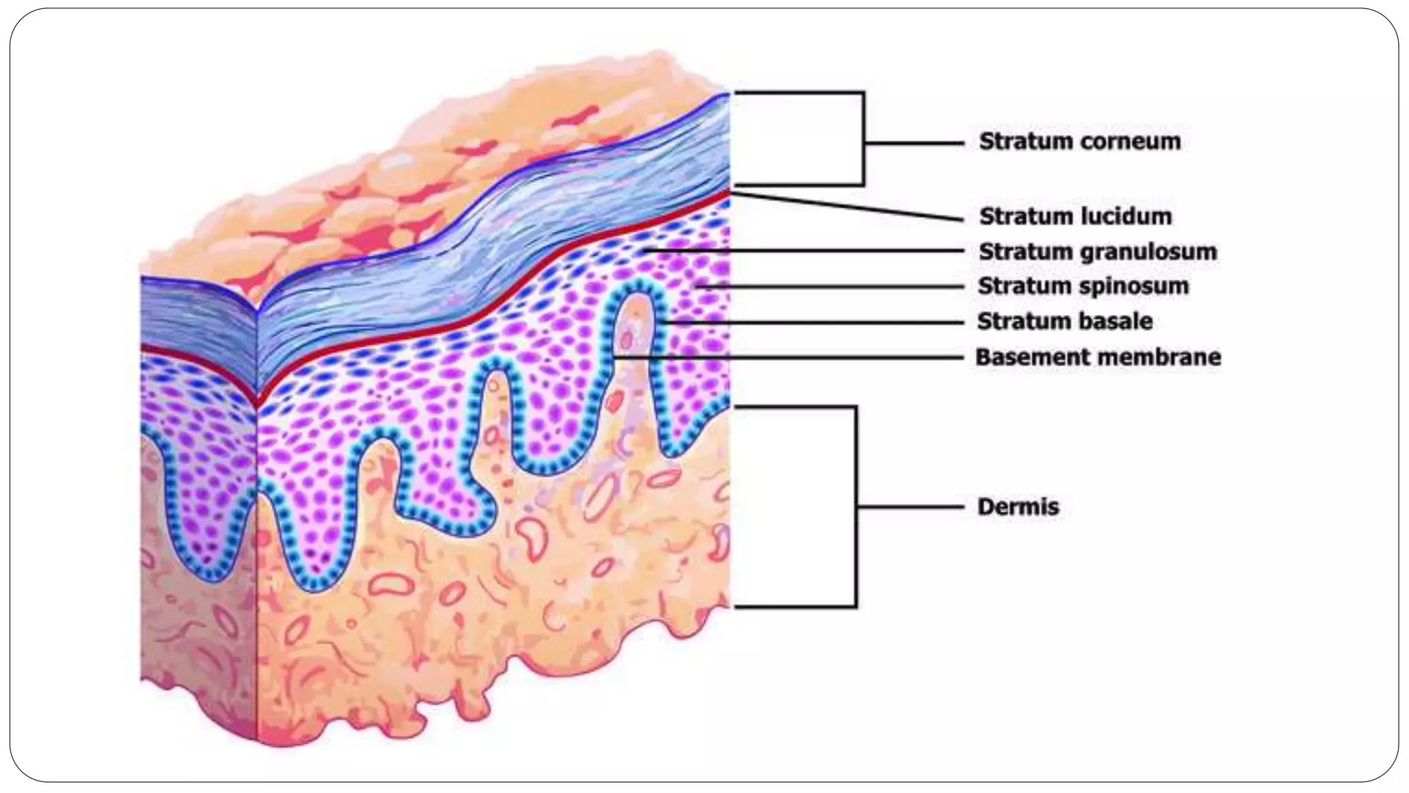13 Surgical Infections of the Skin and Subcutaneous Tissues.pptx