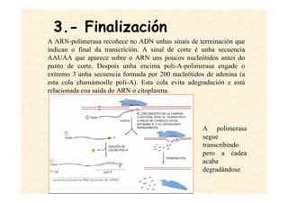13 transcripcion | PPT