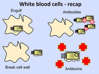 Y8 Humans 13 two types of immunity | PPT
