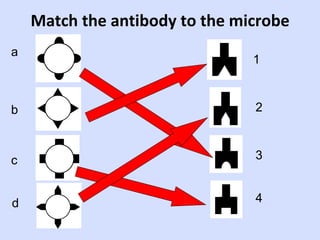 Y8 Humans 13 two types of immunity | PPT