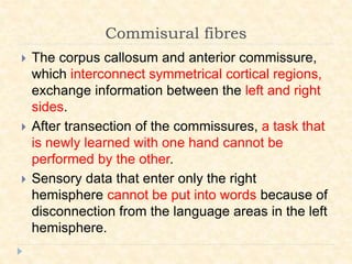 white fibres of cns modified | PPTX | Death, Injury, or Military ...