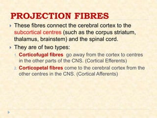 white fibres of cns modified | PPTX