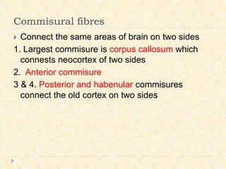white fibres of cns modified | PPTX