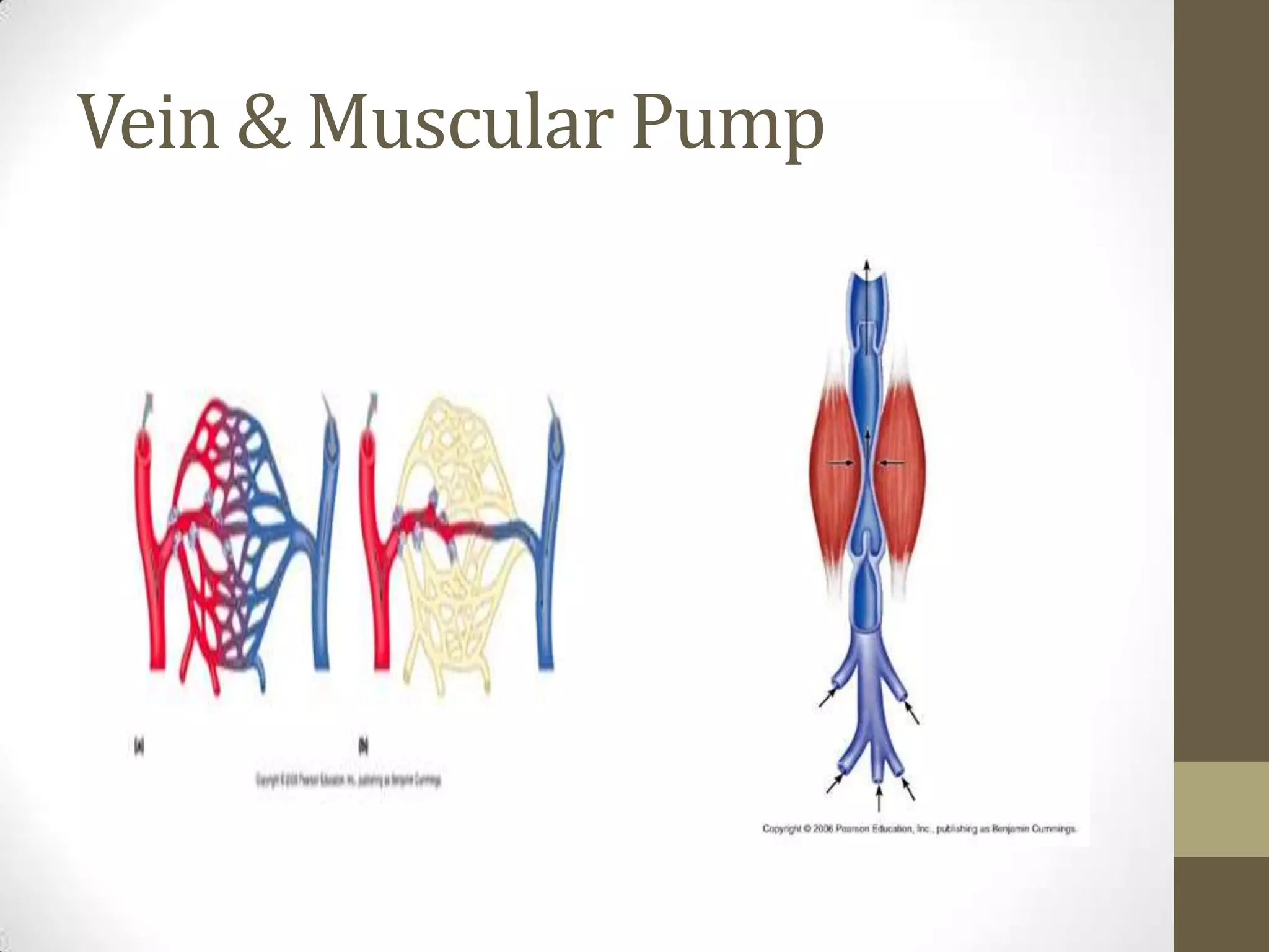 14.structure & functions of capillaries, venules and veins | PPTX