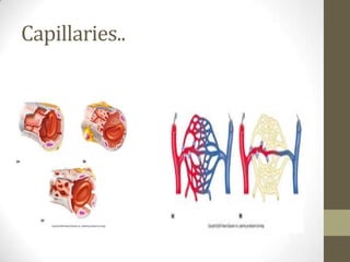 14.structure & functions of capillaries, venules and veins | PPTX