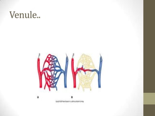 14.structure & functions of capillaries, venules and veins | PPTX