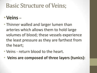 14.structure & functions of capillaries, venules and veins | PPTX