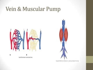 14.structure & functions of capillaries, venules and veins | PPTX
