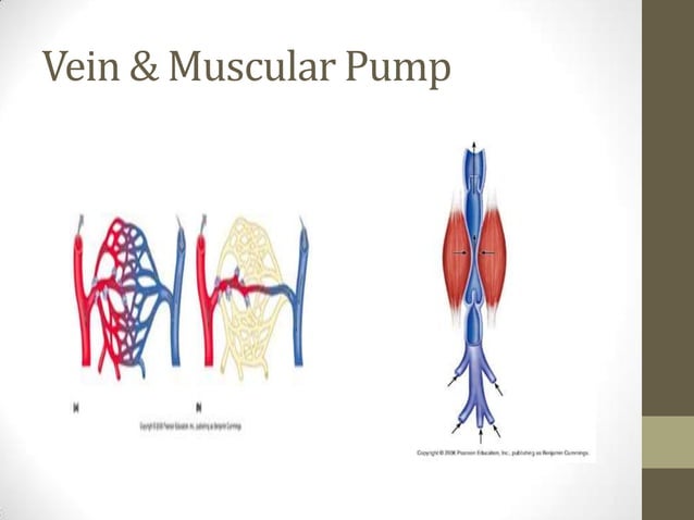 14.structure & functions of capillaries, venules and veins | PPTX