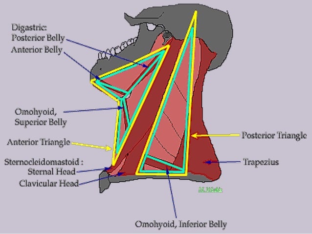 14.triangles of the neck and root of the