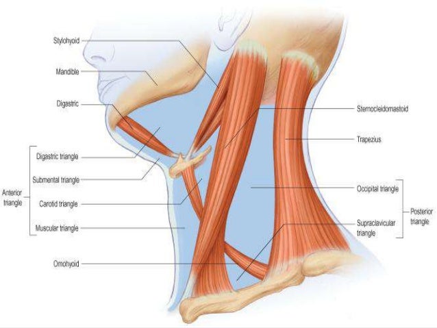 14.triangles of the neck and root of the