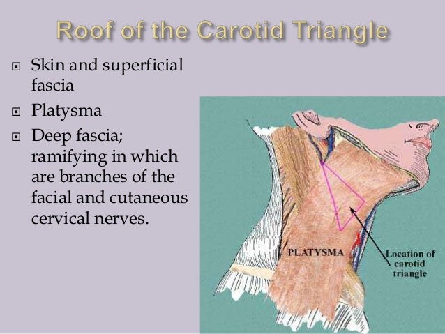 Omoclavicular Triangle Anatomy