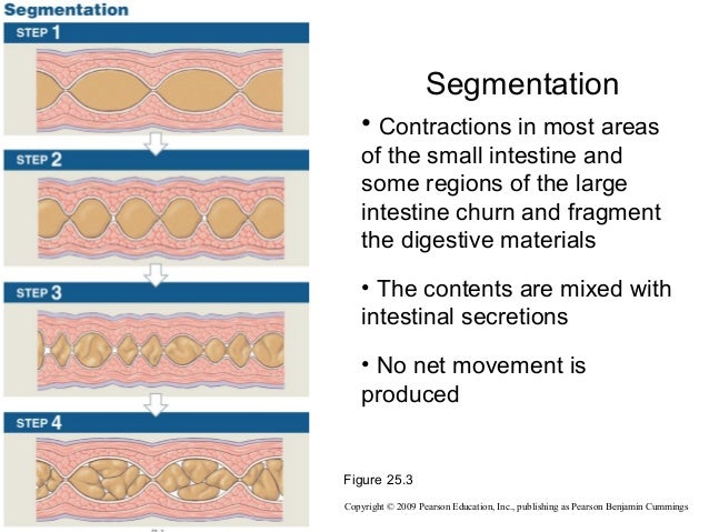 14. digestive system